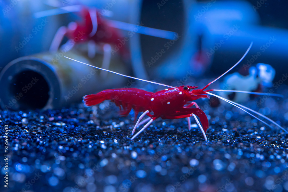 Blood Red Fire Shrimp..(Lysmata debelius) beautiful invertebrates for ...