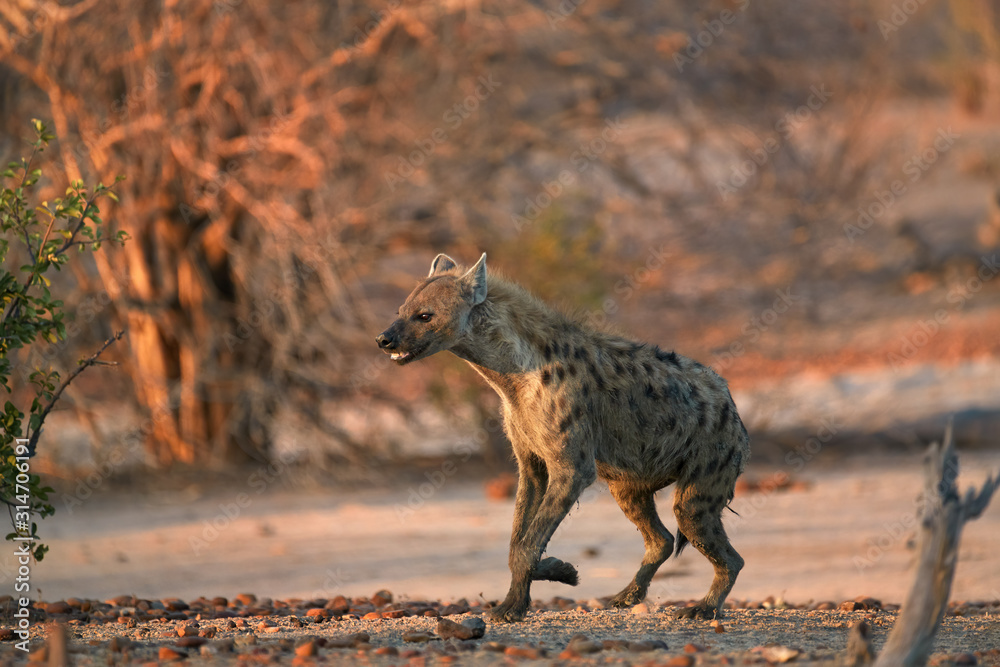 Spotted Hyena, Crocuta crocuta on a rocky plain lit by in early morning ...