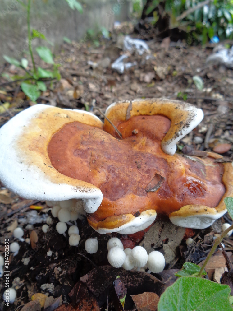 Ganoderma is a genus of polypore fungi in the family Ganodermataceae ...