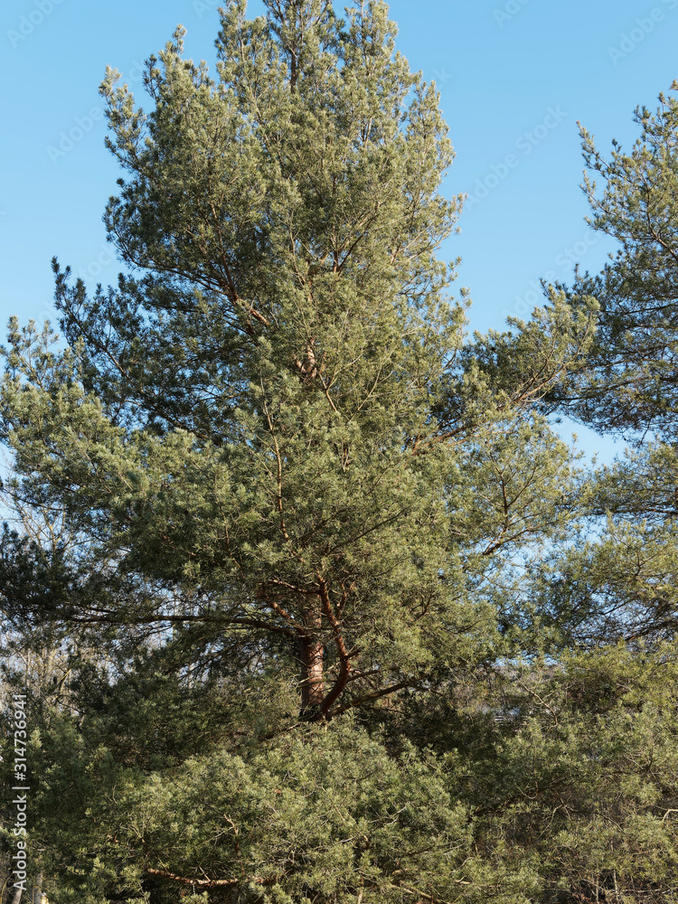 (Pinus sylvestris) Waldkiefer oder Gemeine Kiefer in Schwarzwald Stock ...