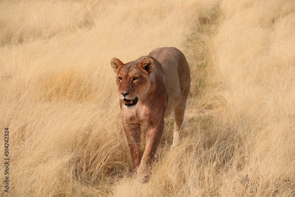 Lioness After Hunting