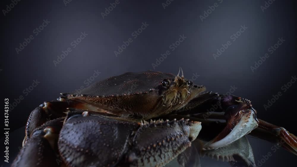 Dungeness crab, rotating on the metal kitchen plate, 9mm lens close up ...