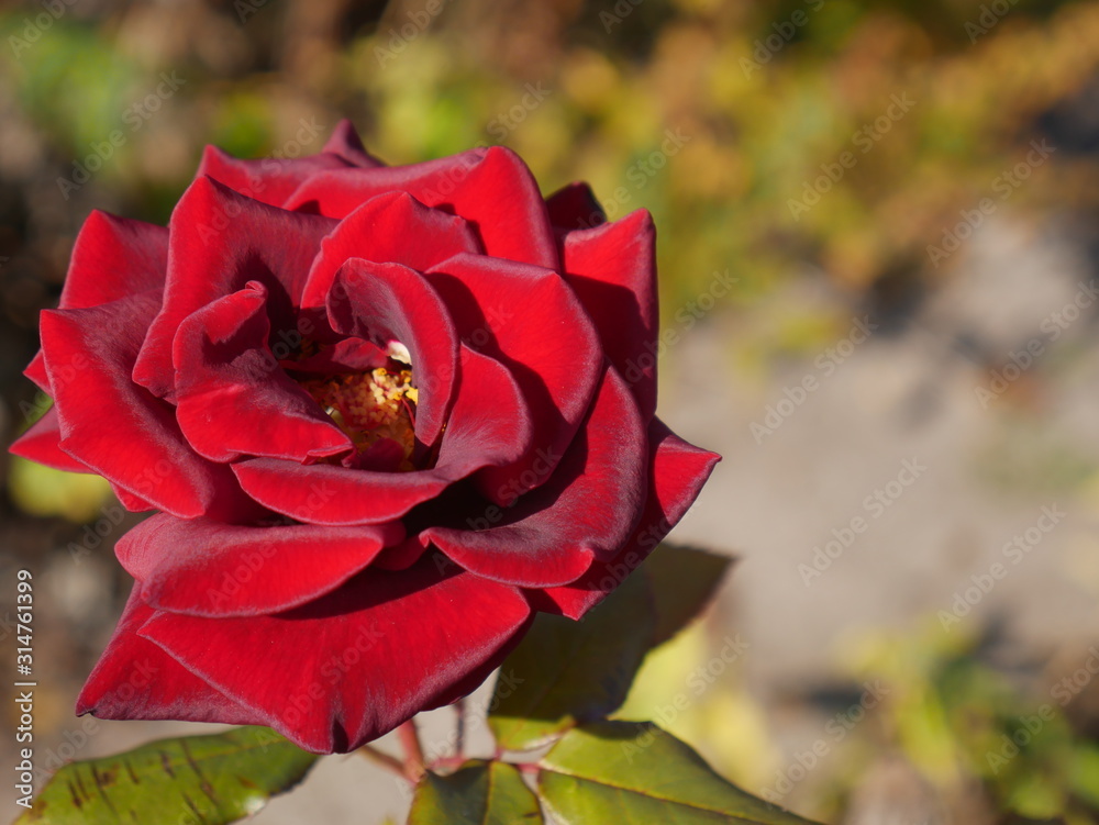 Black Magic Red Roses