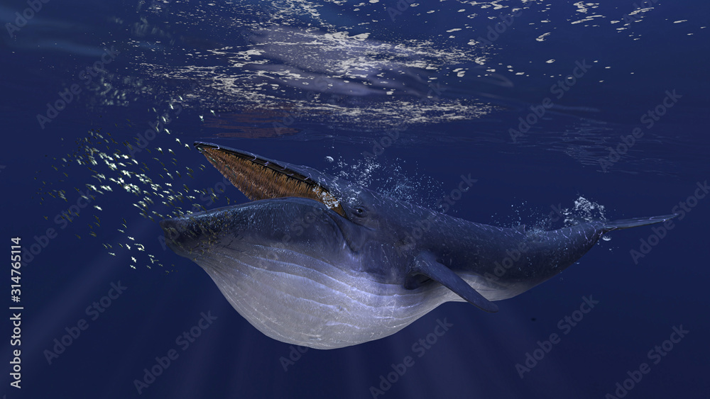 Blue whale underwater close to the sea surface chasing school of fish ...