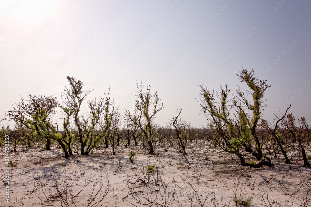 regenerating coast integrifolia banksia trees after bushfire, with ...