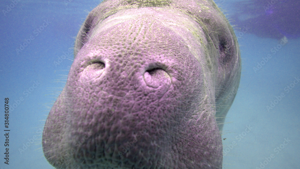 Close up of a small West Indian Manatee (trichechus manatus) captured ...