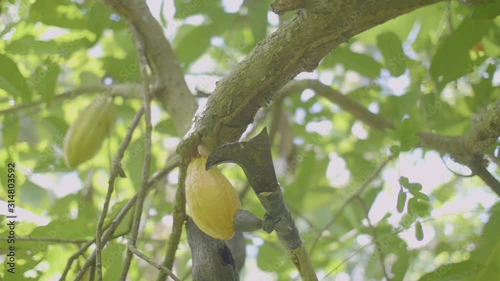 Wooden Stick Attached with a Piece of Metal to Cut and Harvest Yellow ...