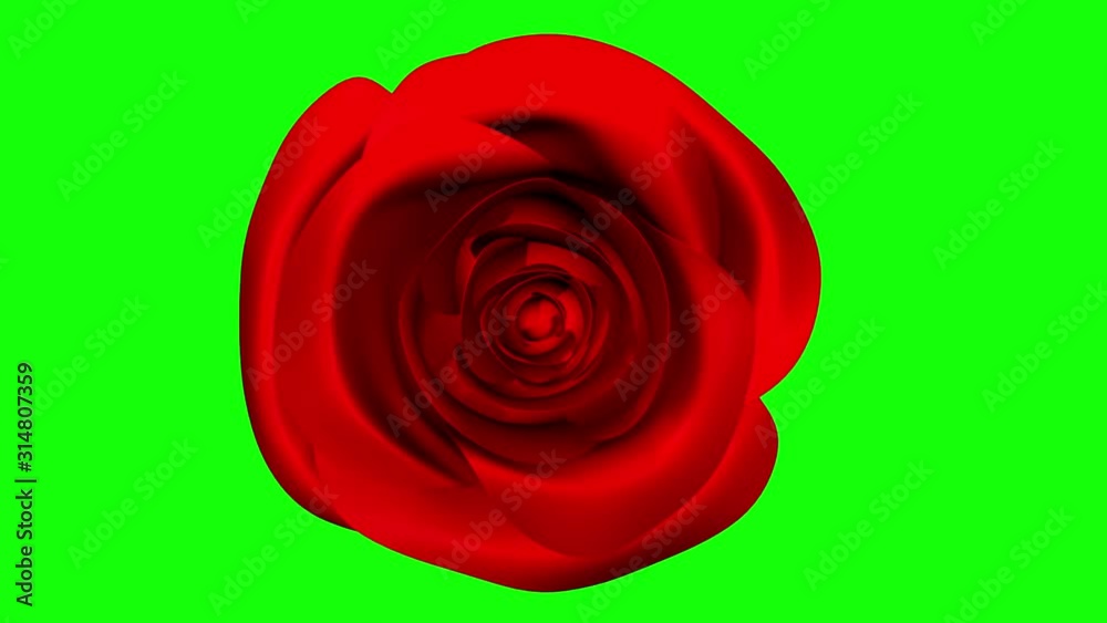 Red rose flower is spinning on green screen background , loop animation ...