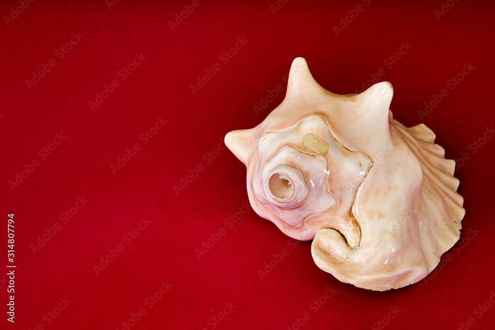 Prehispanic instrument of Mexico, Caracol Azteca Stock Photo | Adobe Stock