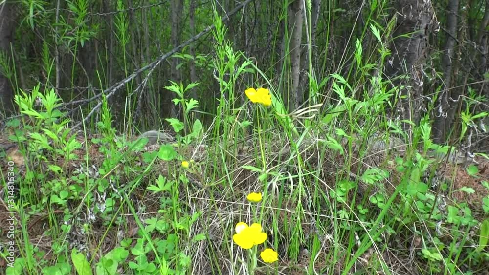 Bushes of flowering Buttercup in the taiga in the spring Stock ビデオ ...