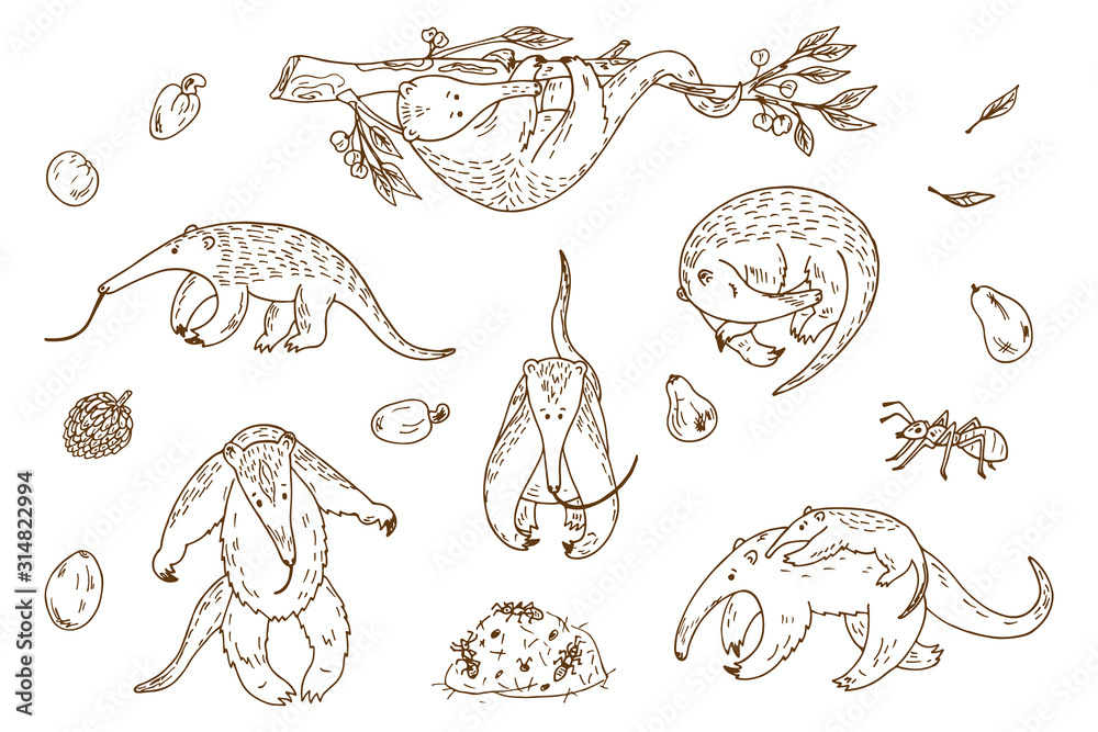 Animals. Anteaters (Tamandua) Vector Set. Hand Drawn Doodles Anteaters ...