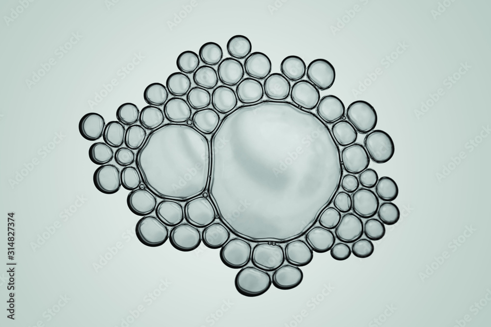 Cells division process, Cell divides into two cells Stock Photo | Adobe ...