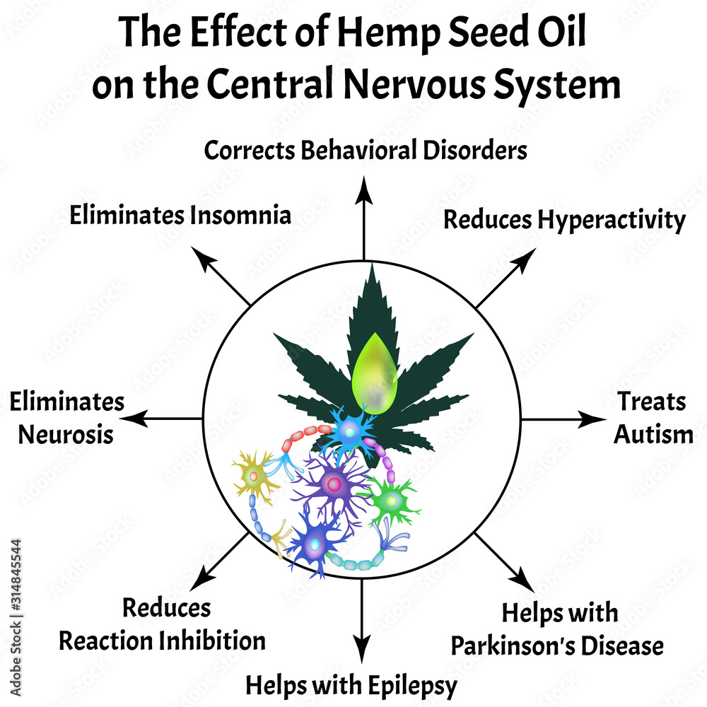 The effect of hemp seed oil on the central nervous system. Synapses of ...