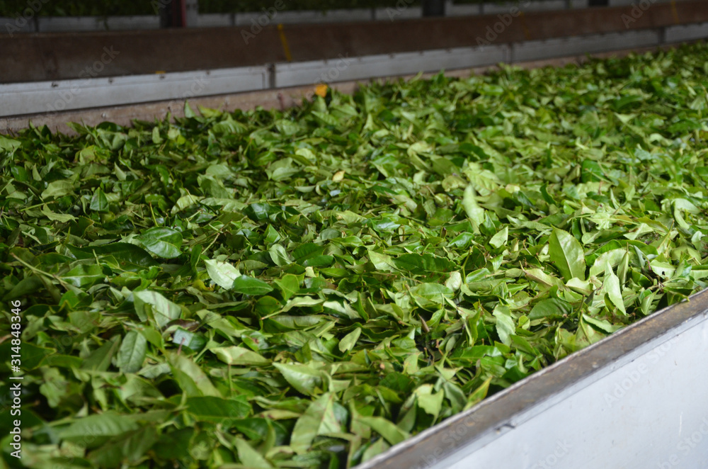 Tea leaves withering process in tea factory in Sri Lanka. Stock Photo ...