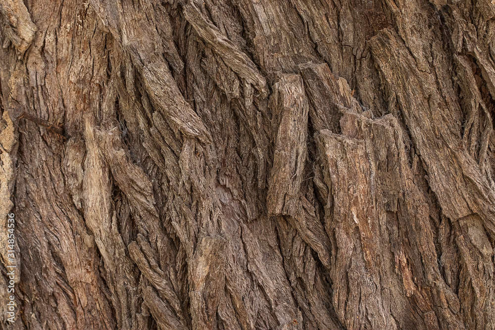 bark of tree texture. Wood bark texture. Part of a tree in daylight ...