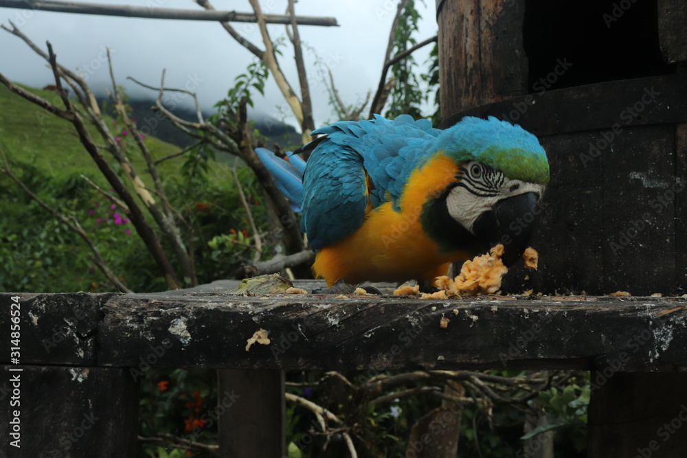 guacamaya comiendo. Stock-Foto | Adobe Stock