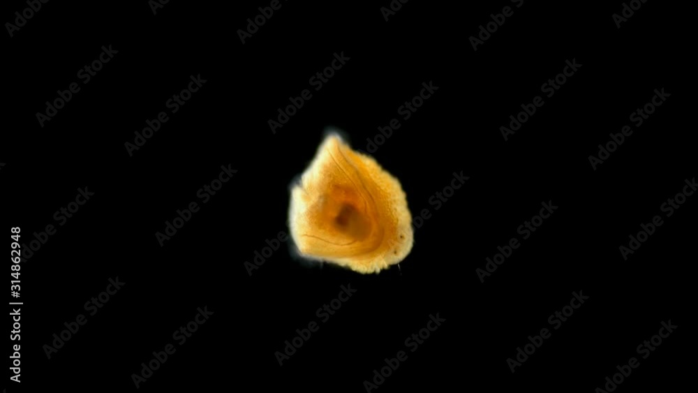 Entoprocta larva under a microscope, a type of Protostomia animals ...