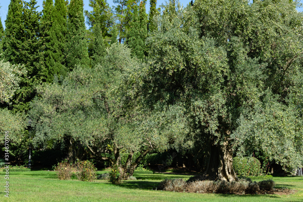 Beautiful olive trees (Olea europaea) in relic 200 year old olive grove ...