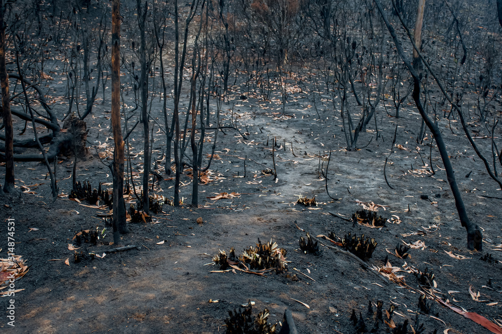 Australian bushfire aftermath: burnt eucalyptus trees suffered from ...