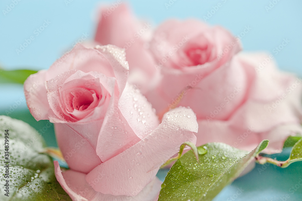 Beautiful Pink Roses With Water Droplets