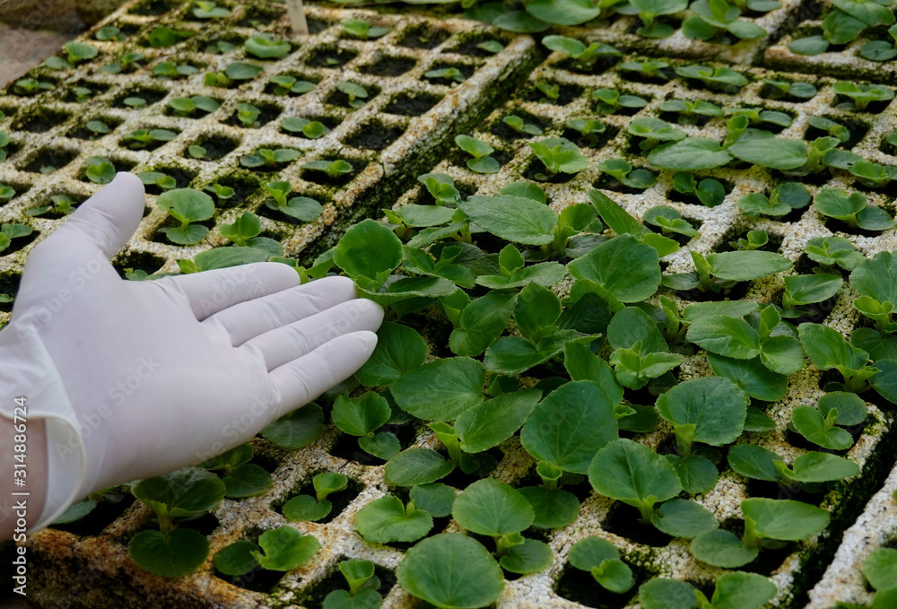 Hand in glove of the Plant tissue culture and experimental Stock Photo ...