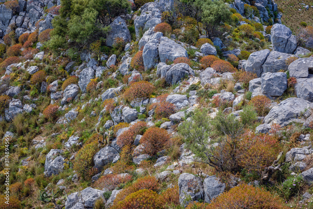 Stones and plants on a rock massif above Cefalu city on Sicily Island ...