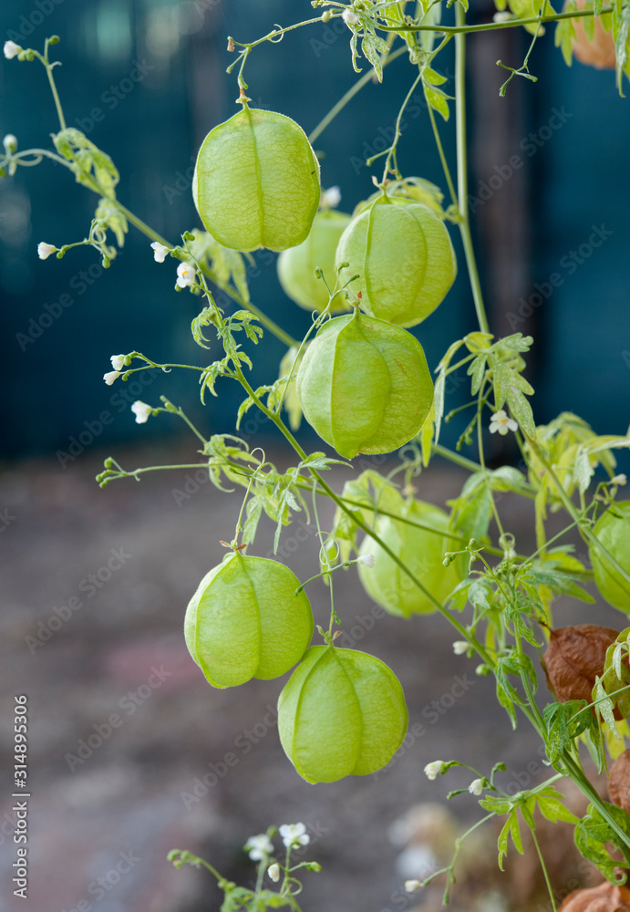 Extractions of Cardiospermum seed are used to treat eczema and other ...