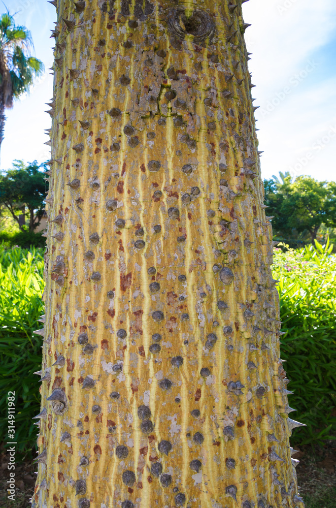 prickly tree, It is called Prickle Yellow, great bird feeding tree ...