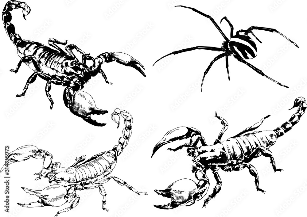 vector drawings sketches different insects bugs Scorpions spiders drawn ...