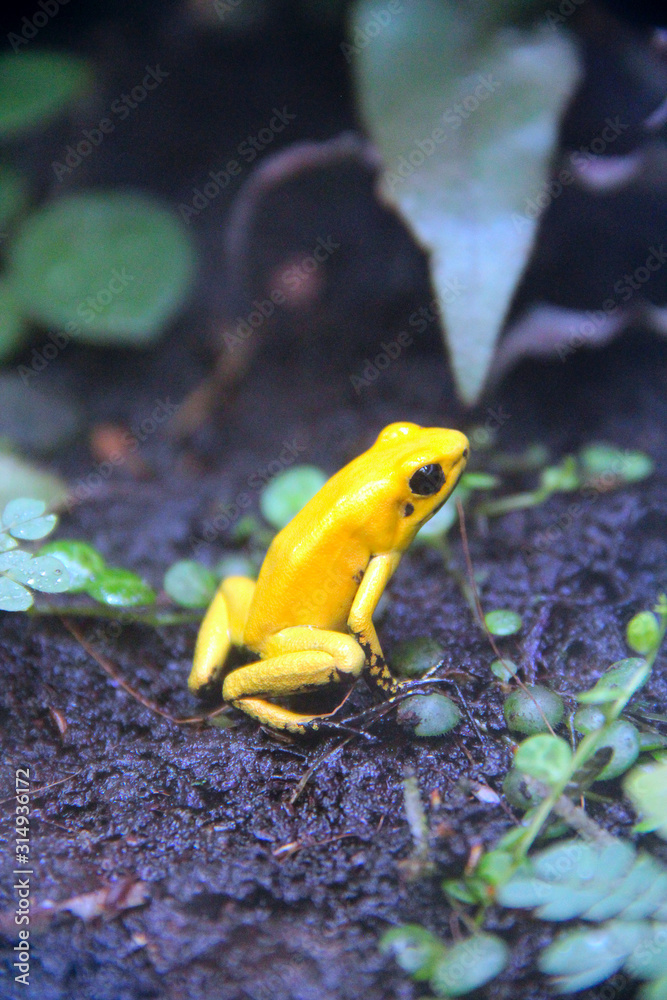 Golden Poison Frog. Phyllobates terribilis in nature Stock Photo ...