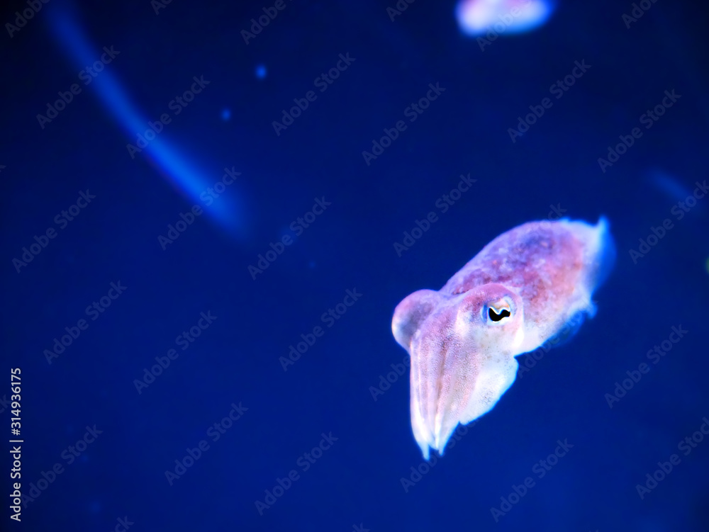 Baby Cuttlefish