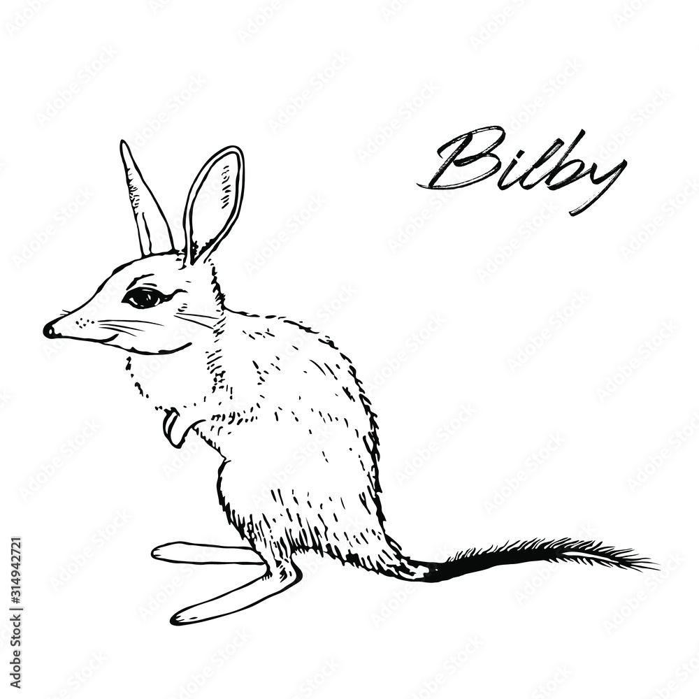 Bilby sketch. Hand drawn vector illustration, label or card. Minimal ...