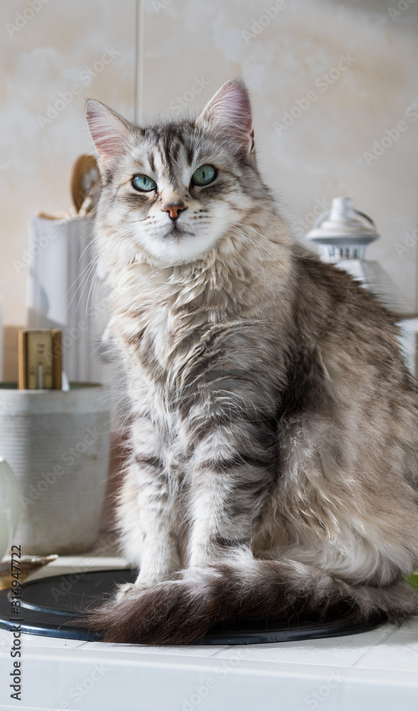 Silver Tabby She Cat