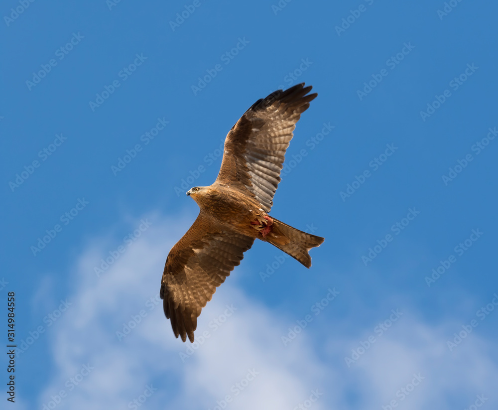 The black kite (Milvus migrans) flying in the blue sky with prey in its ...