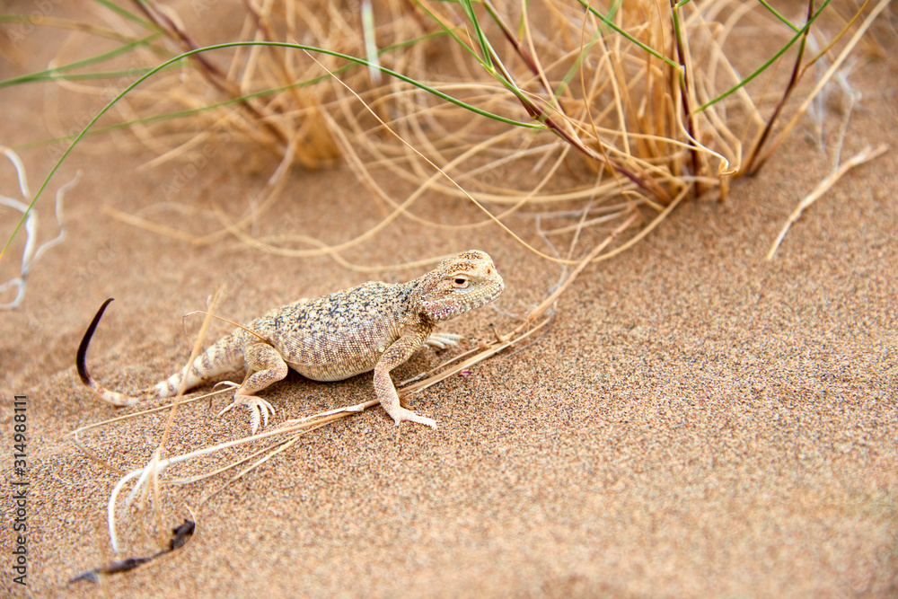 Toad-headed Agama (Phrynocephalus mystaceus) on a sand dune in Altyn ...