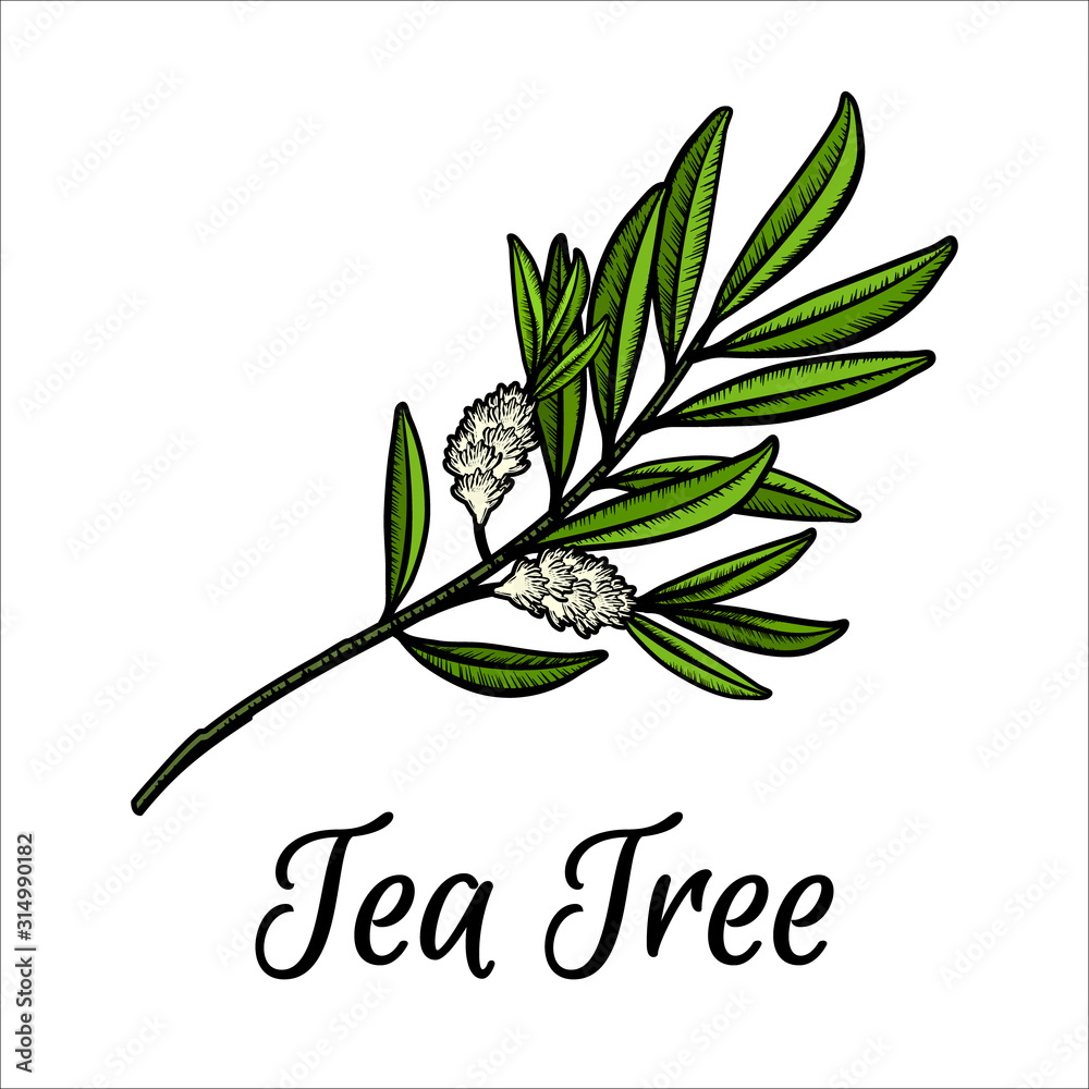 Tea tree branch with flowers and leaves. Malaleuca or tea tree engraved ...