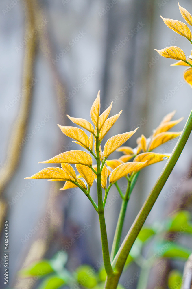 Oroxylum Indicum Details