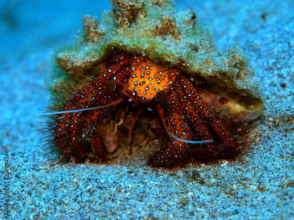 The amazing and mysterious underwater world of Indonesia, North ...