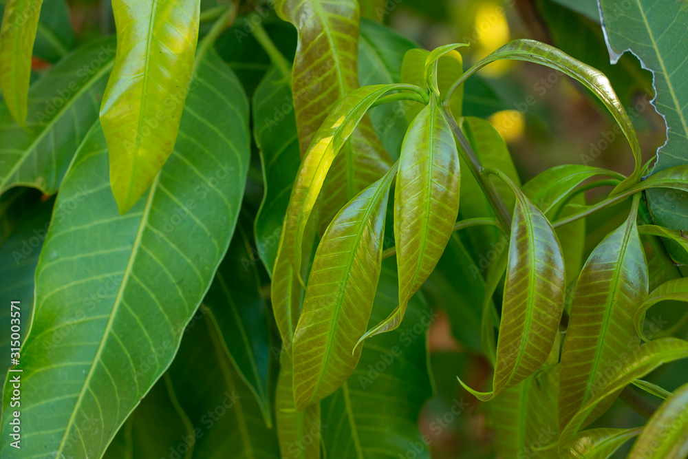 Green leaves of mango trees Stock Photo | Adobe Stock
