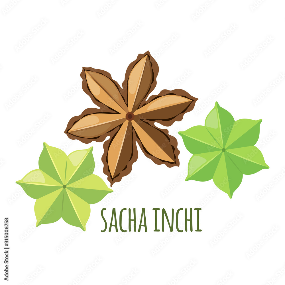 Sacha Inchi vector icon in flat style isolated on white background ...
