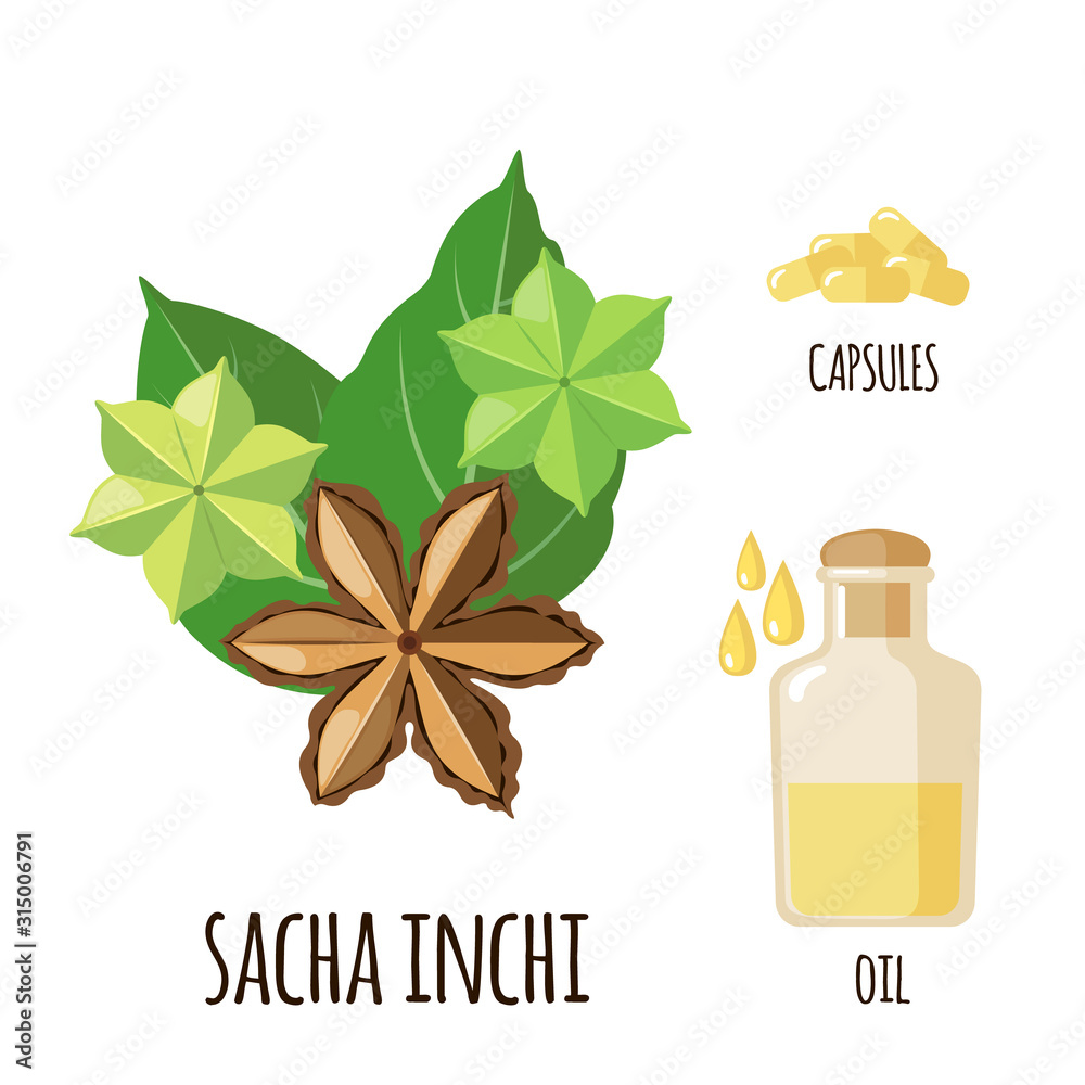 Sacha Inchi vector set in flat style isolated on white background ...
