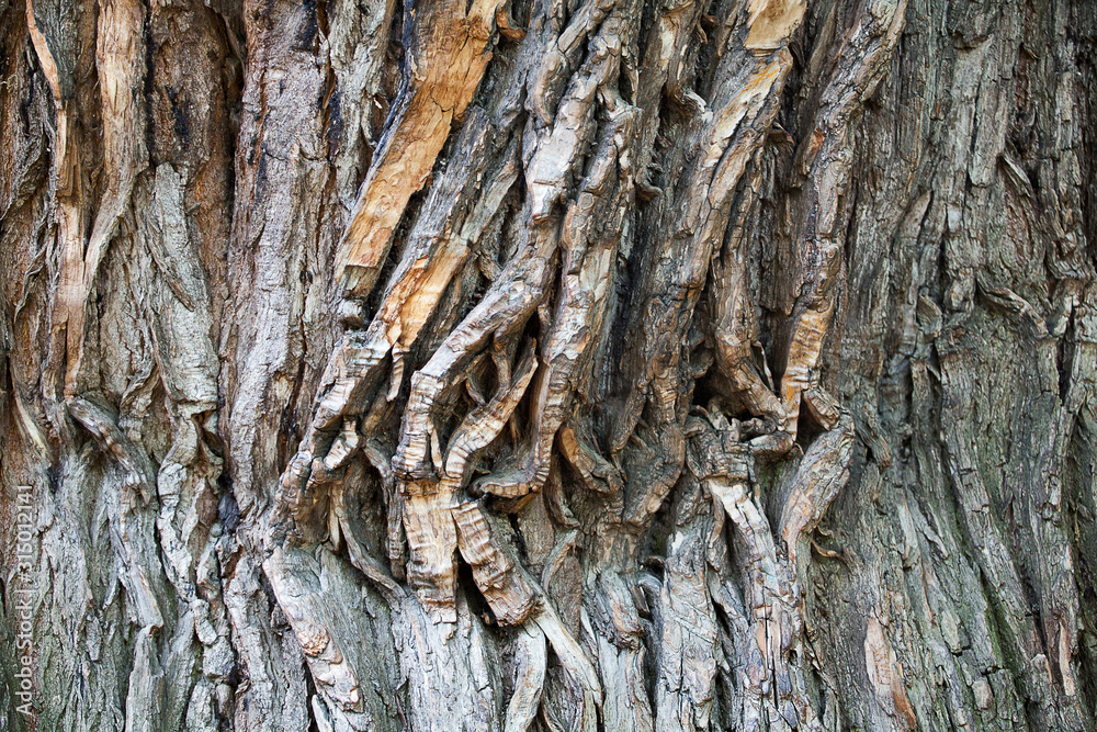 Tree bark texture close up, oak trunk macro, oaken crust surface ...