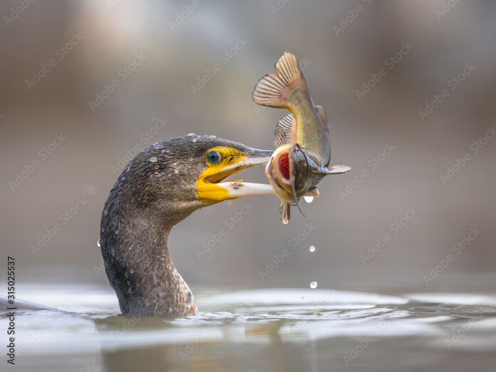 Great cormorant eating Black Bullhead fish Stock Photo | Adobe Stock
