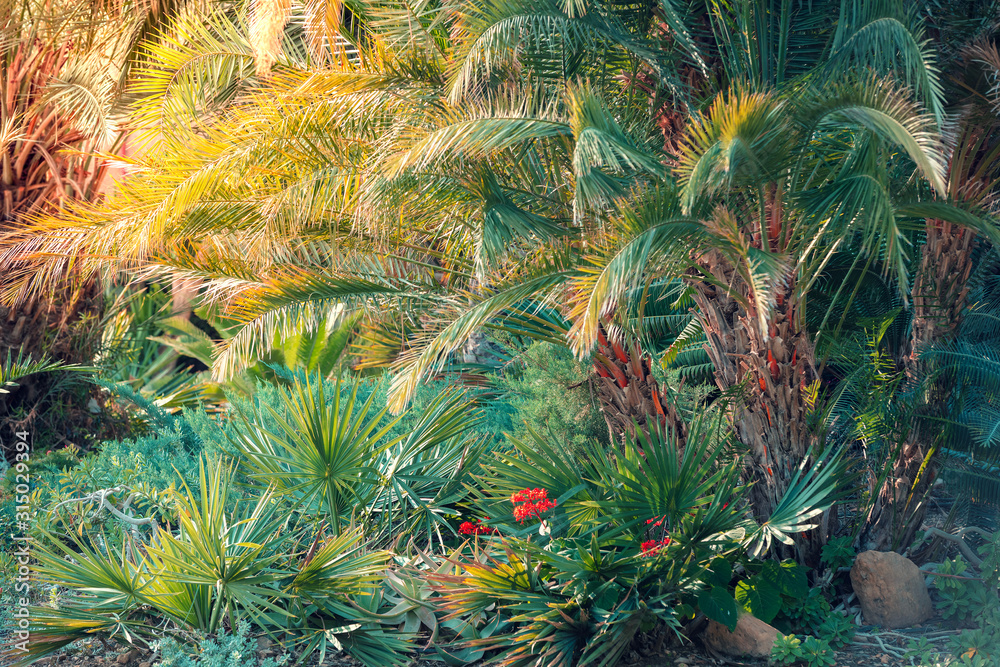 Exotic Landscaping With Palms