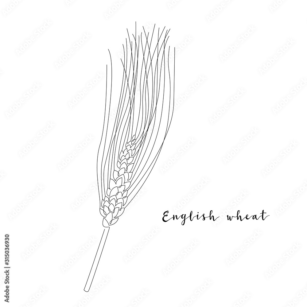 Continuous line english wheat, grain crop. Vector line art. Perfect for ...