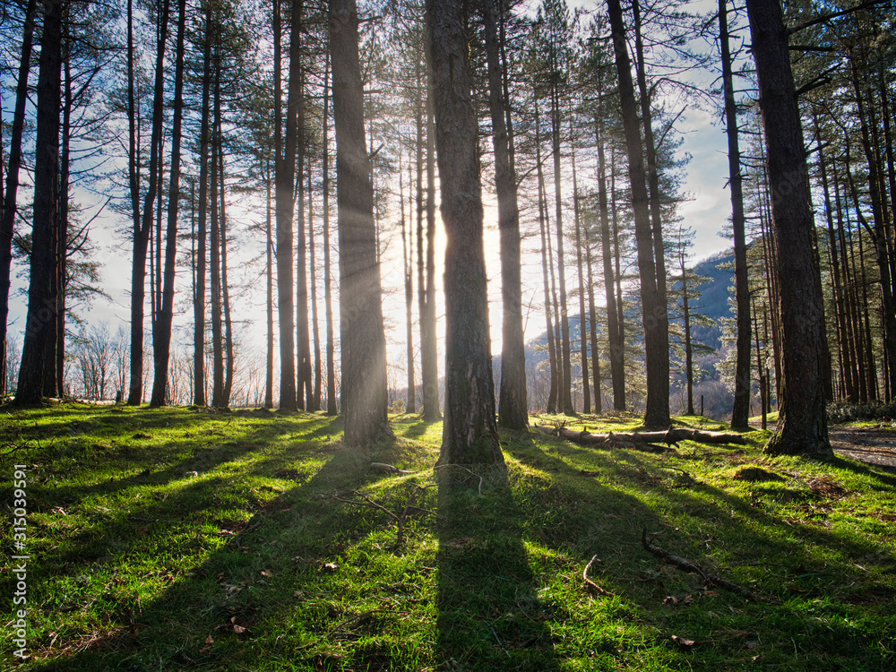 Bosque de pinos con el sol de contraluz y sombras Stock Photo | Adobe Stock