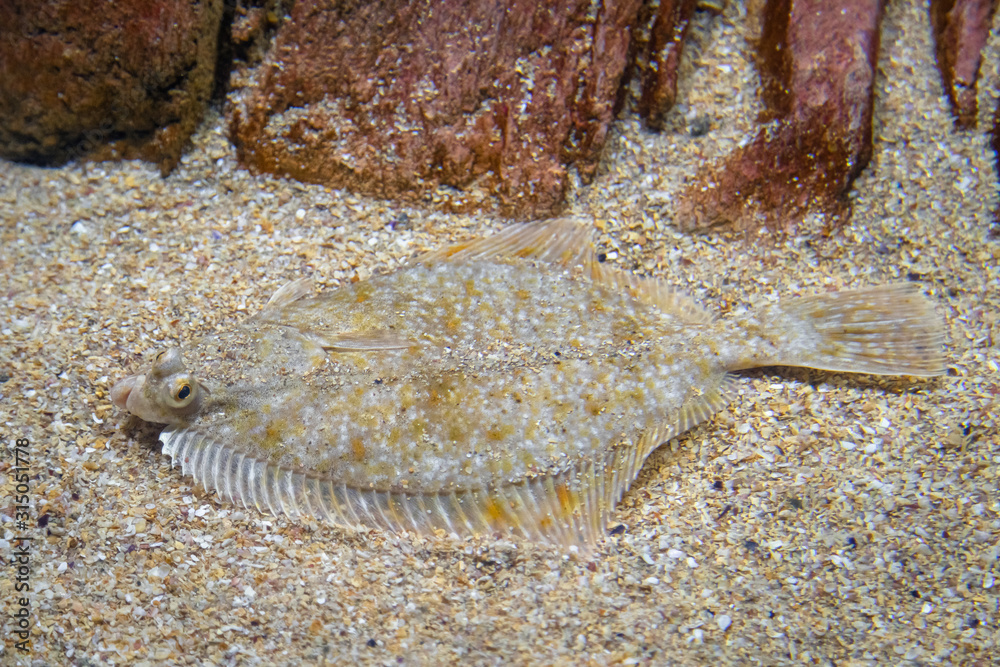 Flatfish