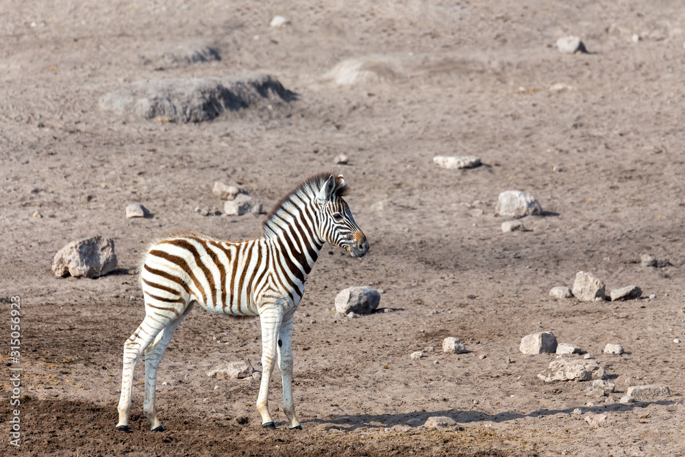 African Safari Zebra