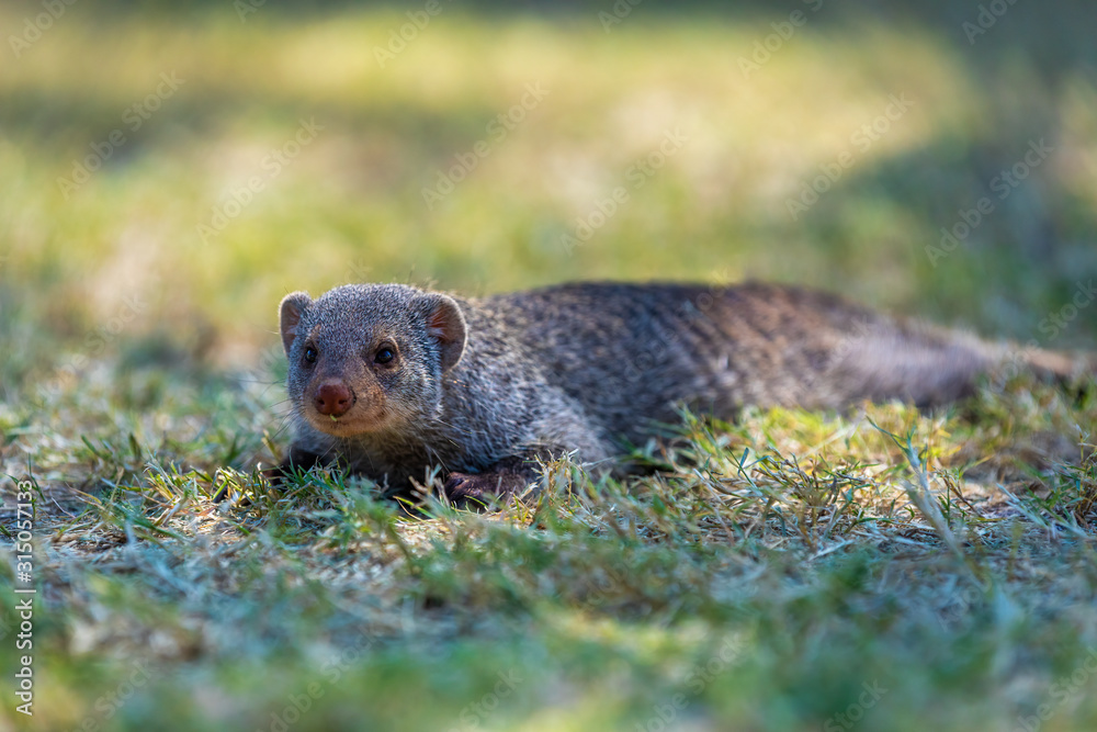 Banded mongoose, Mungos mungo, lying in grass, Etosha, Namibia, Africa ...