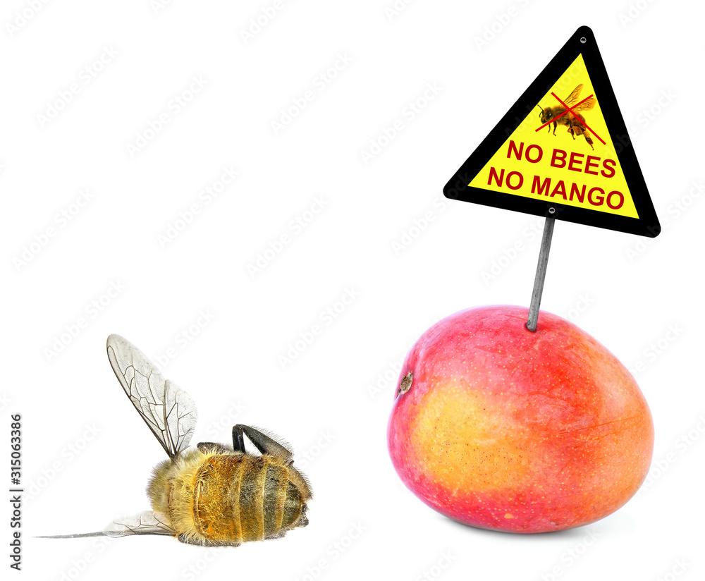 Dead honey bee and fresh mango with warning sign "No bees - No mango ...